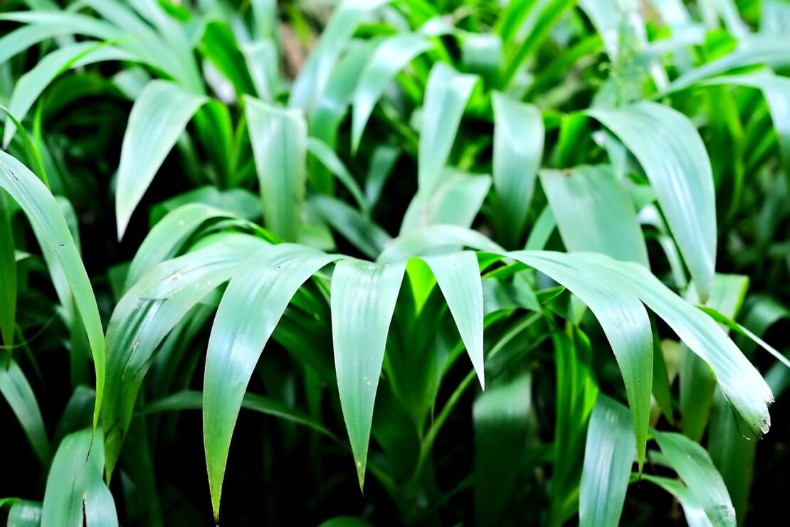 Comment entretenir une plante retombante intérieur Comment entretenir une plante retombante intérieur